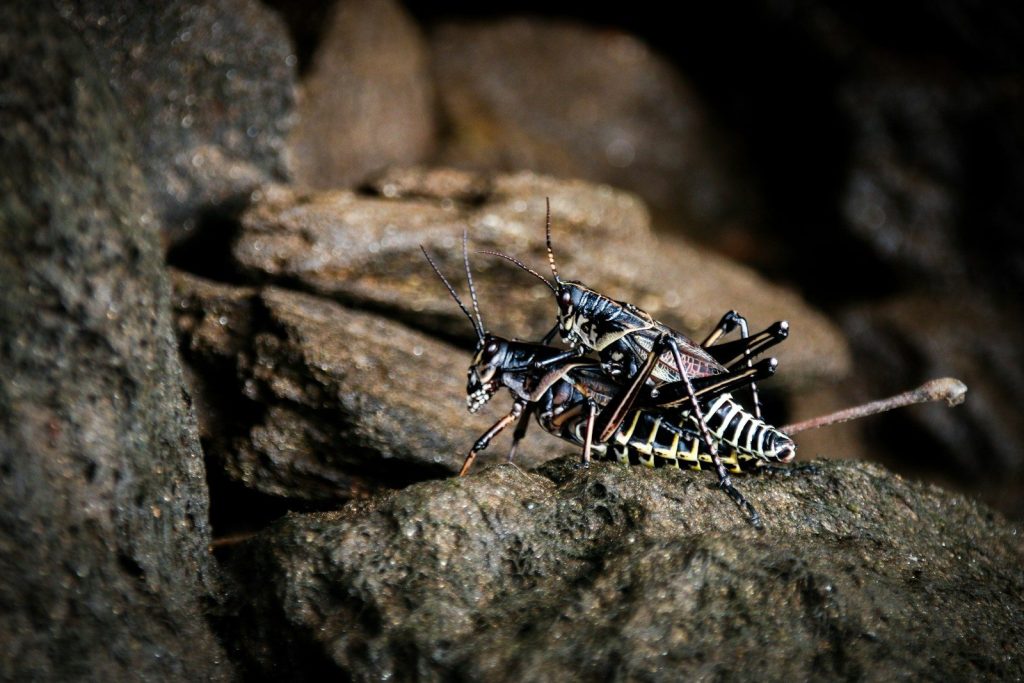Strange creatures hidden deep beneath Texas