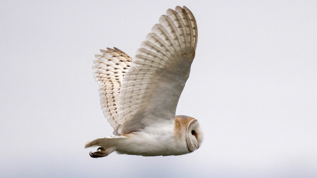 How to make your yard owl friendly