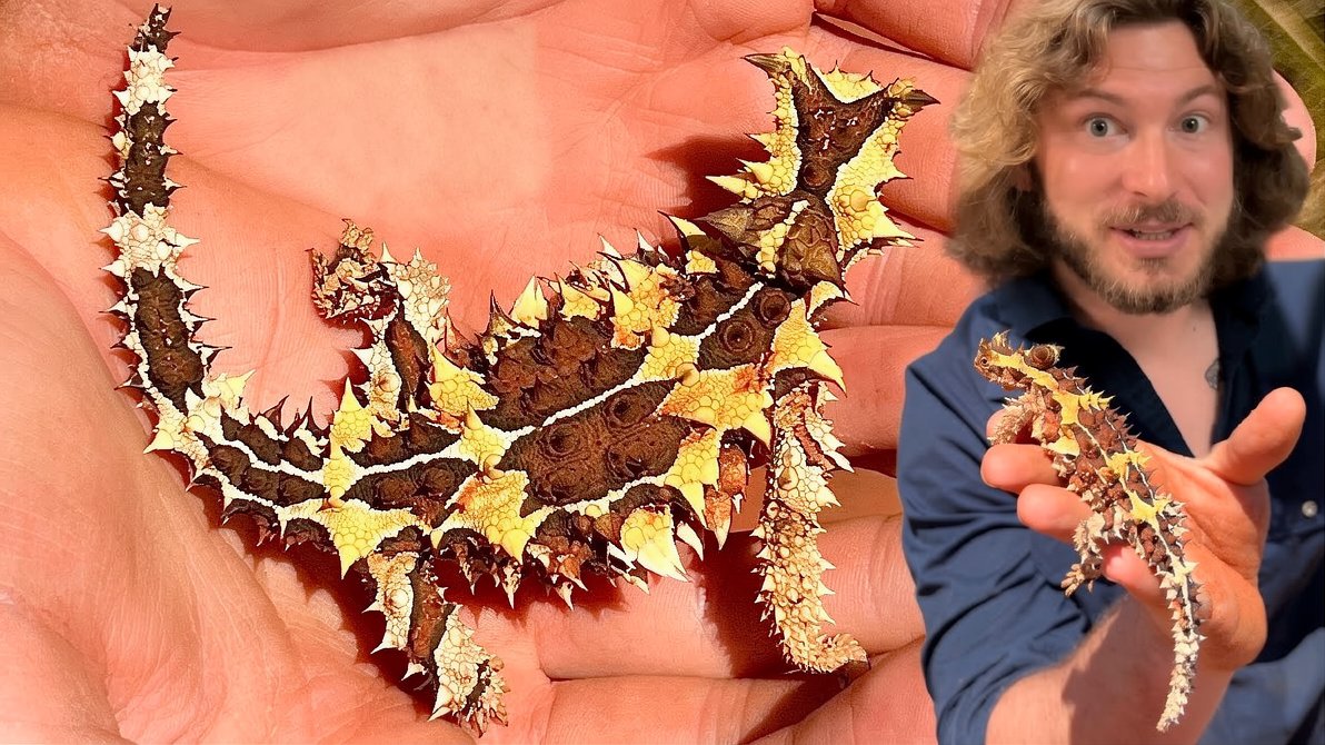 Wild thorny devil in Australia