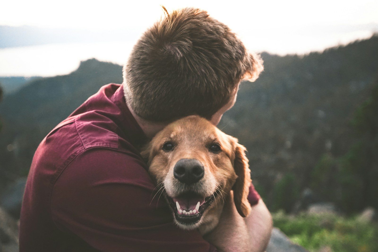 6 things vets recommend for a dog’s final moments with their owner