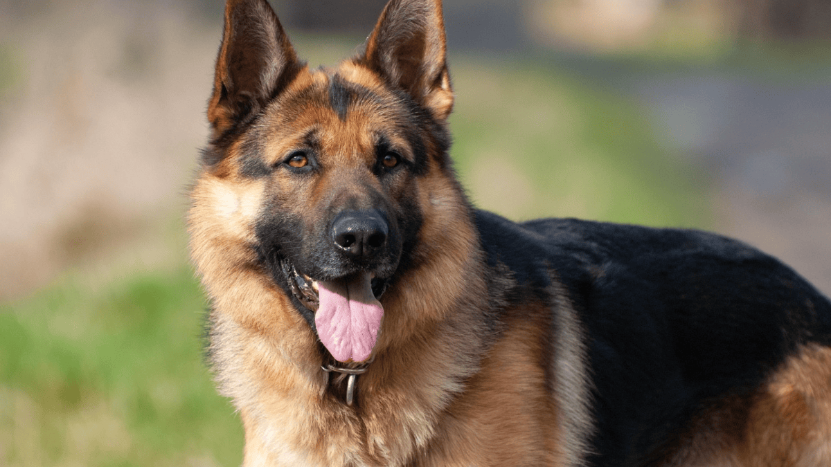 How to prevent your dog from pulling on the leash when you take a walk