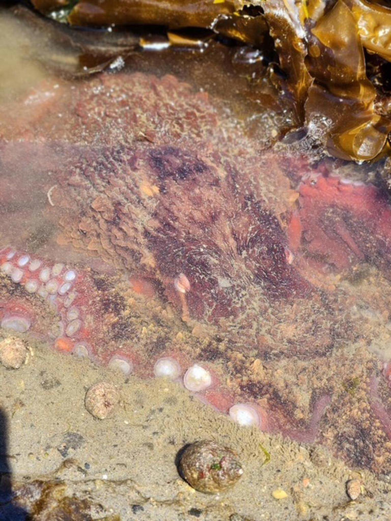 Spring tides expose octopuses in Tacoma. Here's what to do if you see one