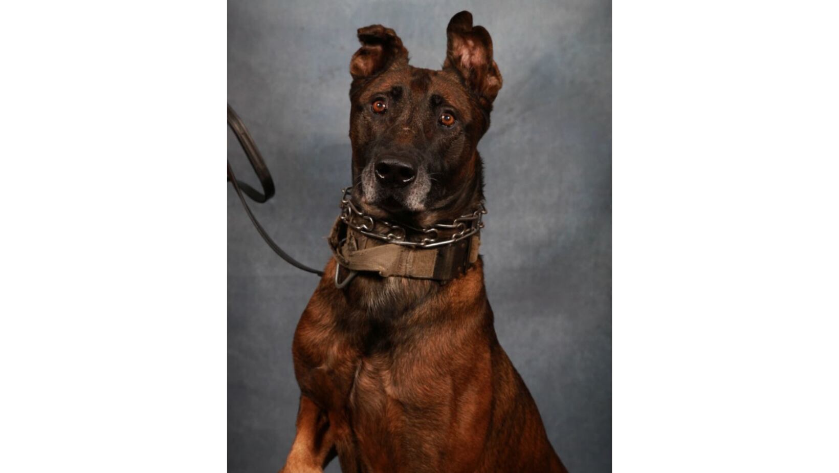 Rankin County K-9 suffers medical emergency during search for teen escapee