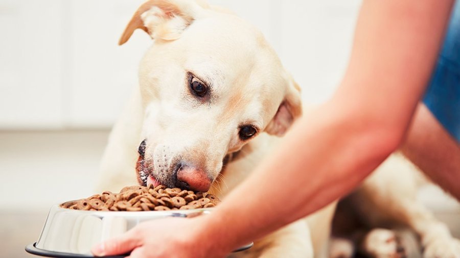 Dog food distributed nationwide recalled over plastic contamination ...