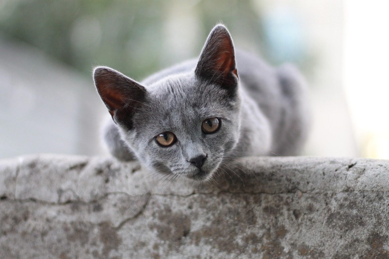 How a freezing feral cat found safety just in time