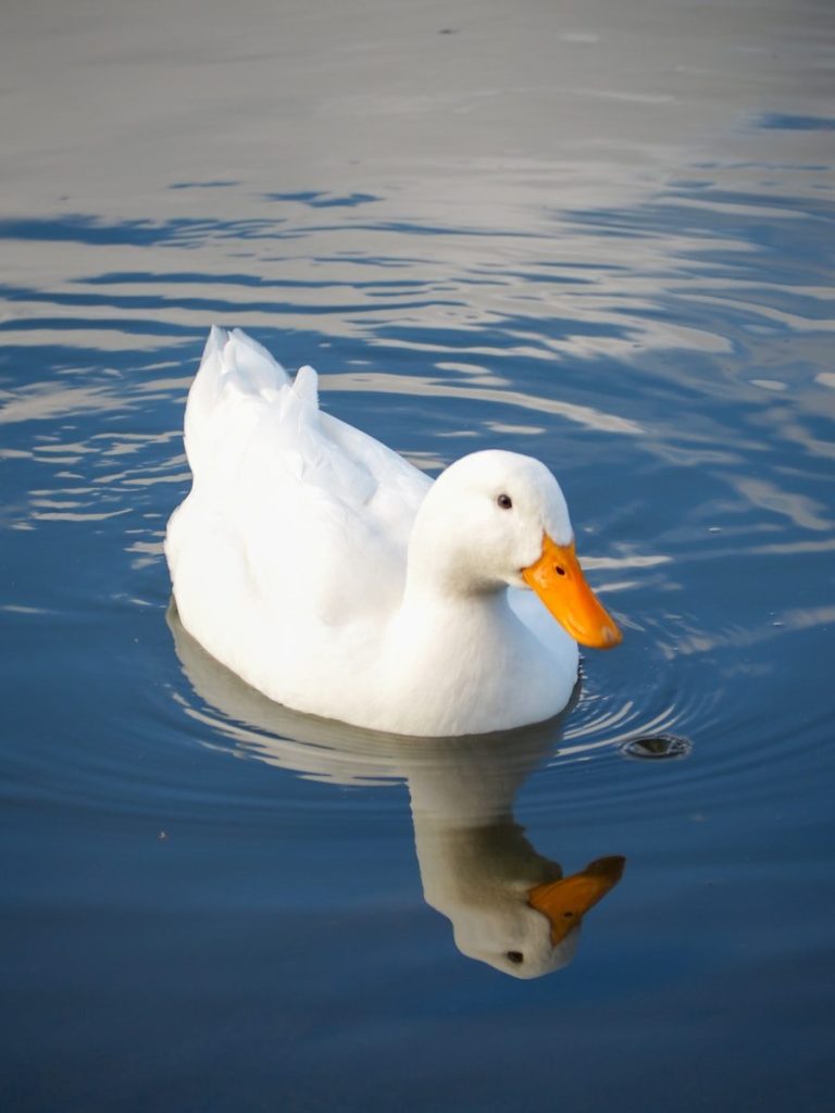 A bossy duck and a dog form an unexpected farm friendship
