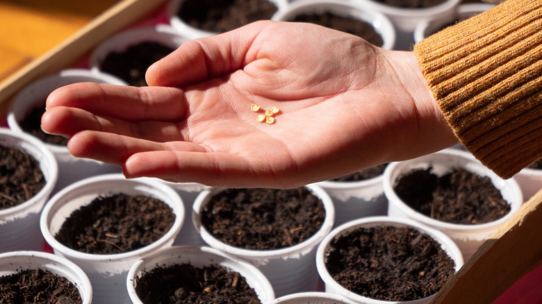 Common mistakes to avoid when growing flowers from seeds