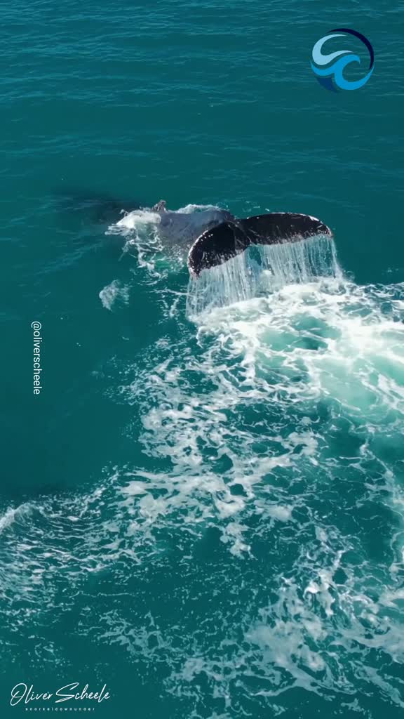 Drone captures incredible moment whale slaps the ocean surface