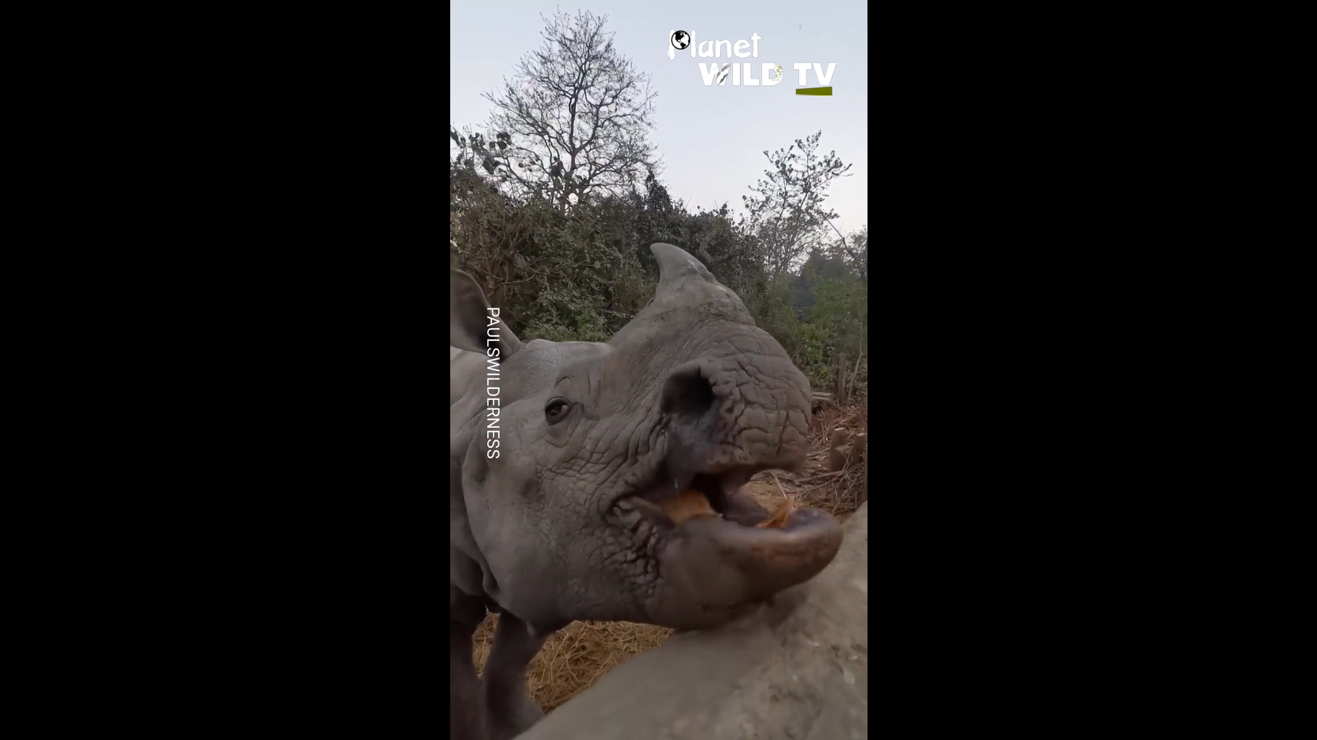 Nearly blind rhino rescued as calf thrives in sanctuary