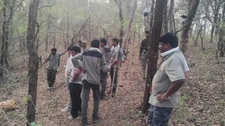 Four women killed in tiger attack while collecting tendu leaves in ...