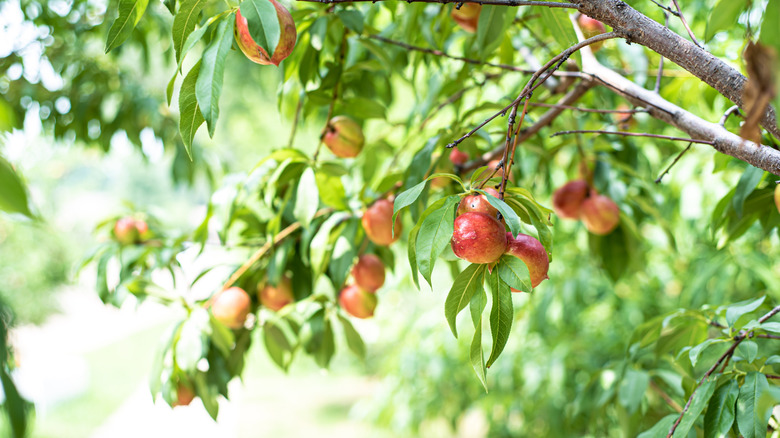 13 fruit trees to avoid growing in your yard (& better alternatives)