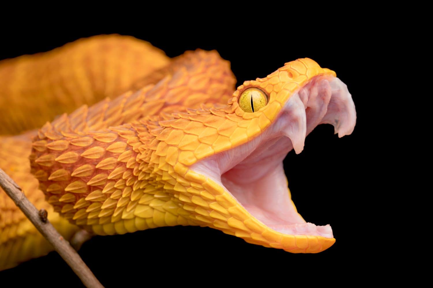 This massive viper swallows birds and rabbits whole