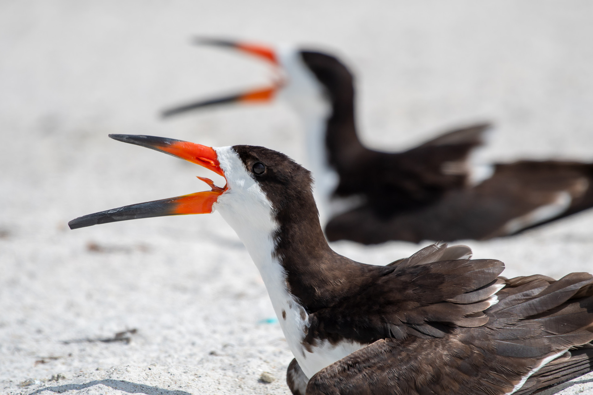 Les becs d'oiseaux les plus étranges de la nature