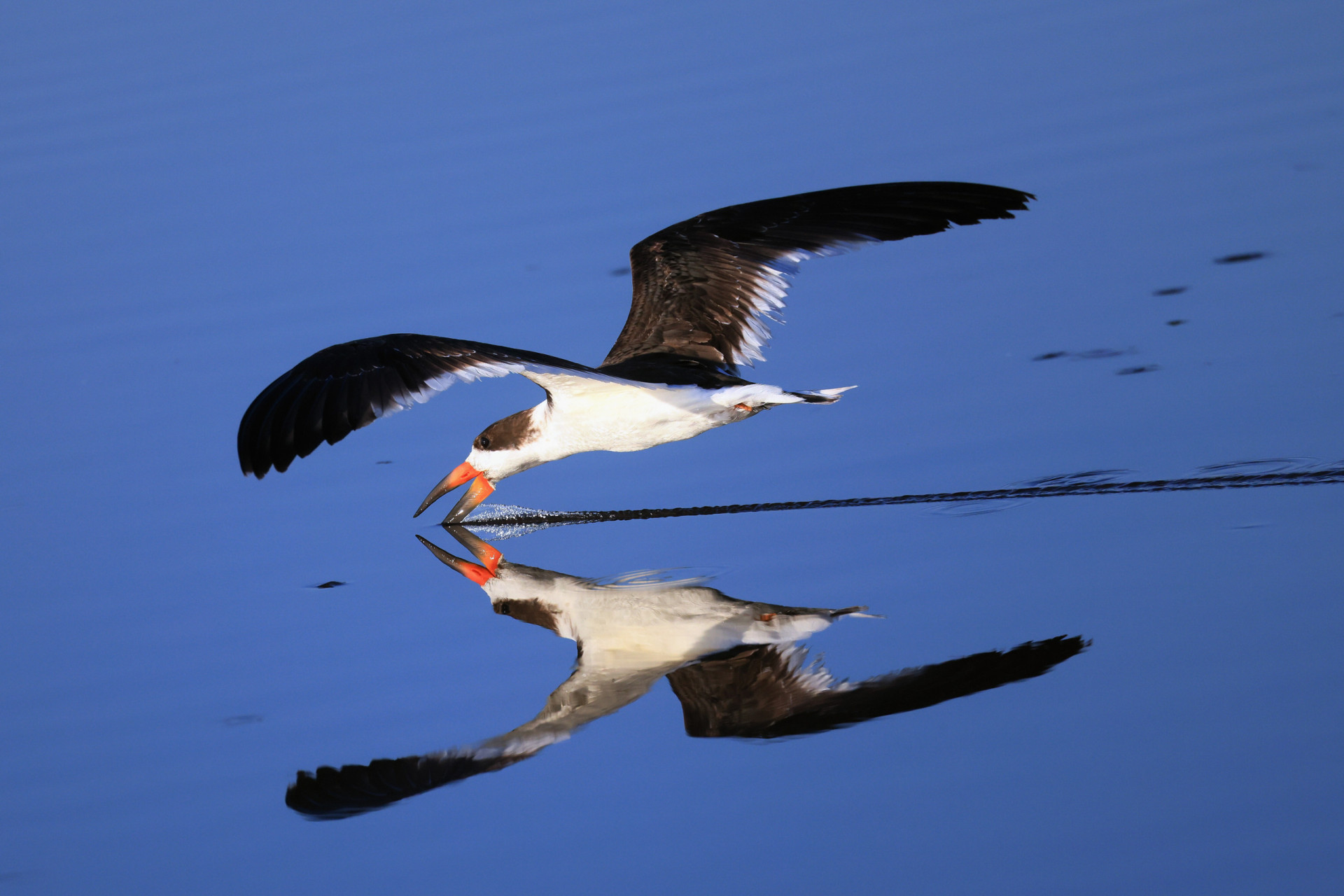 Les becs d'oiseaux les plus étranges de la nature
