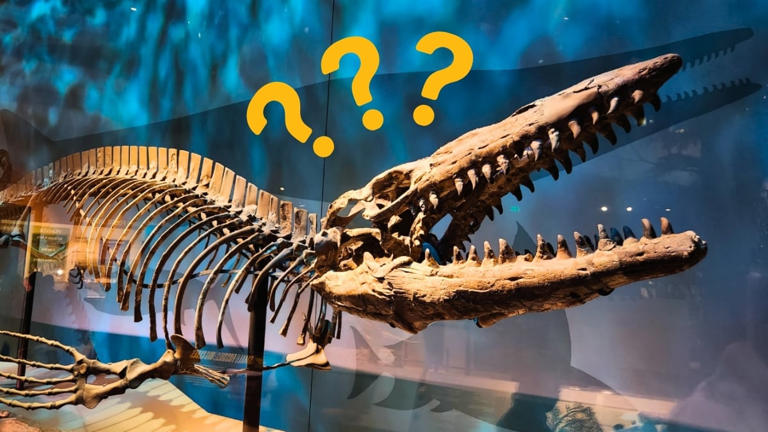 Fossil kept in a museum for decades turns out to be a fearsome new predator