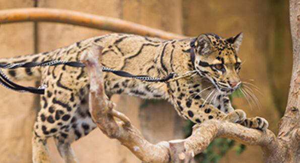 Point Defiance Zoo’s clouded leopard returned following escape during ...