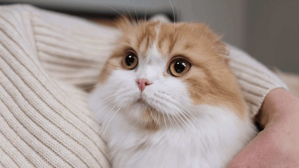 Science reveals which words cats understand best