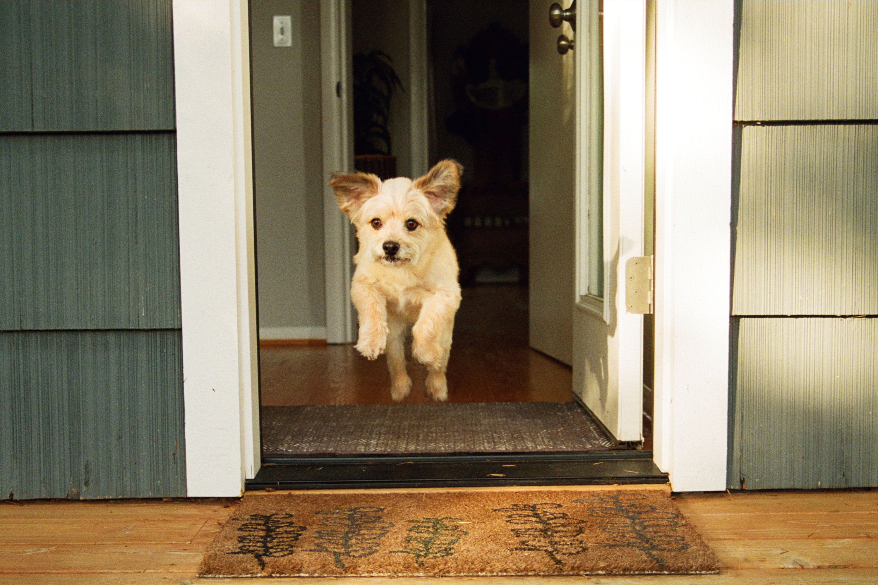 States with highest risk of losing your dog on Memorial Day weekend—list