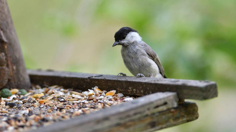 This AI-powered gadget captures 'precious' bird moments in stunning detail