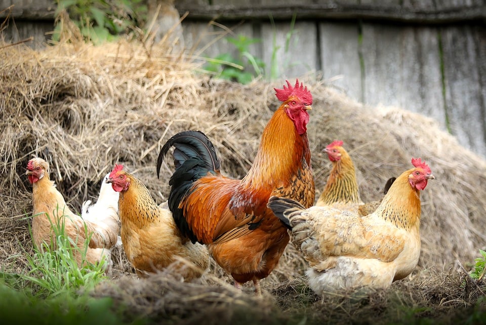 Quantum foods warn chicken prices will rise