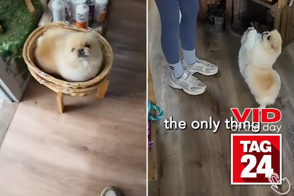 Viral video of the day for May 22, 2026: Fluffy dog named Peanut is ...