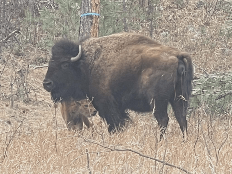 Bison kills 70-year-old woman in South Dakota state park
