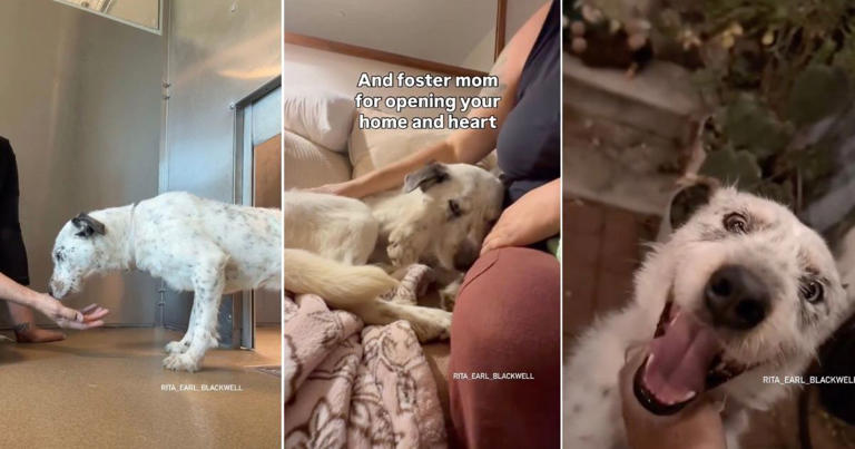 Rescue Dog Left Behind by Family Looks Heartbroken & Unsure on Freedom Walk