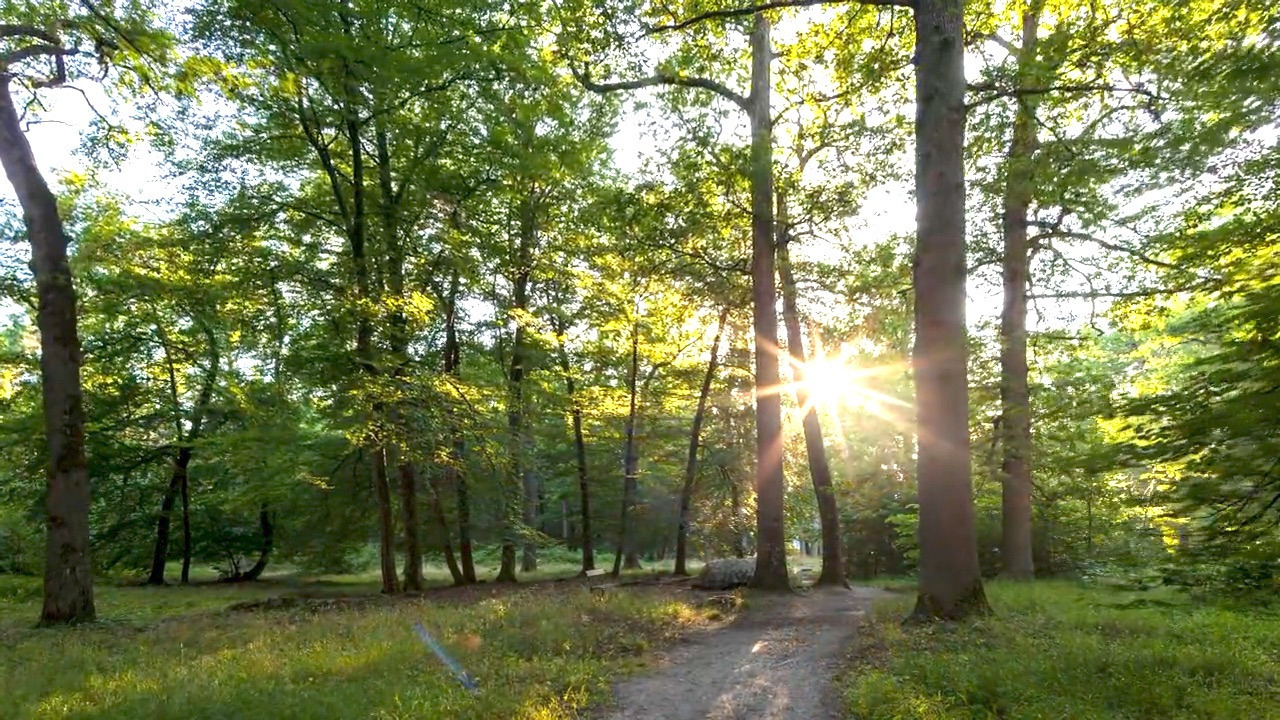 Forest floor sounds reveal forest health