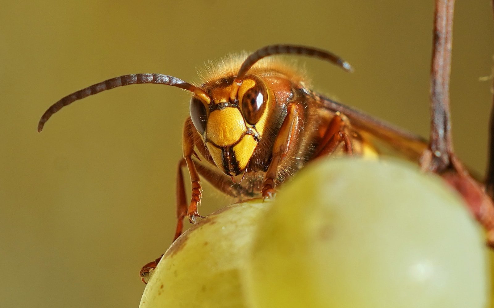 What happens if you’re stung by a swarm of “murder hornets”?