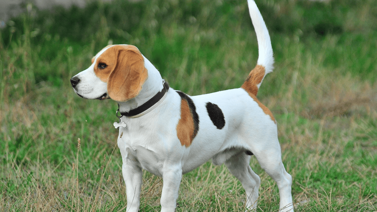 How to prevent your dog from pulling on the leash when you take a walk