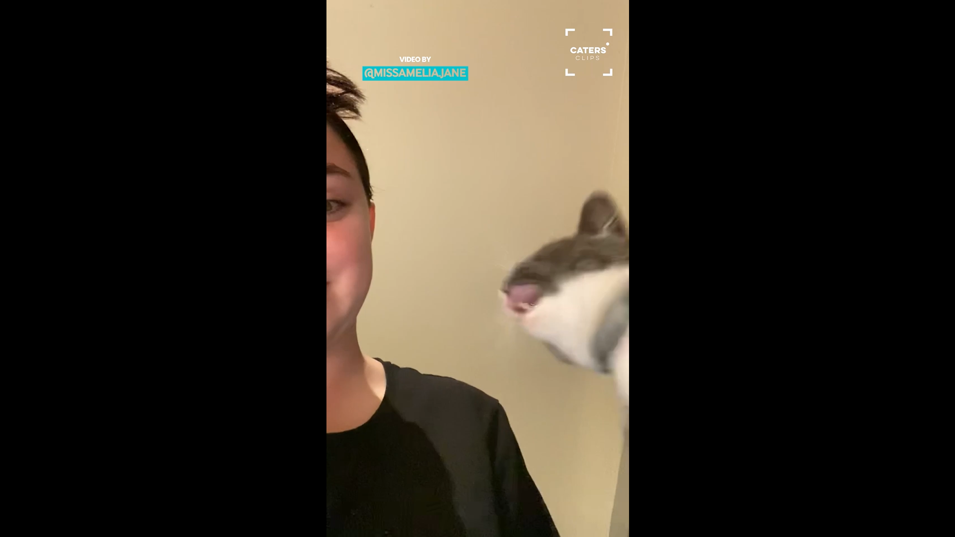Cat reacts after owner mimics its meow before getting smacked in funny ...