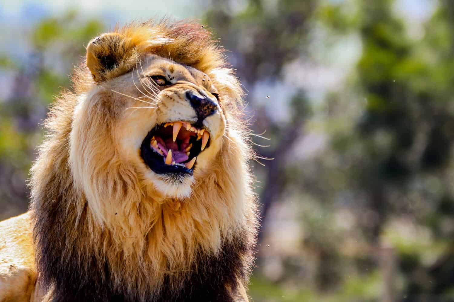 This massive prehistoric lion was nearly the size of a small car