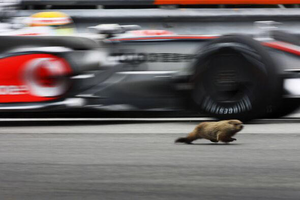 F1 still struggling to keep groundhogs off Canadian GP track after Alex ...