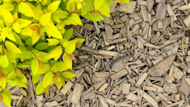 Worried about ticks? Create an easy no-go zone with this simple barrier ...