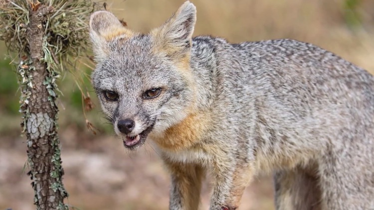 Fox tests positive for rabies after attacking cat in Wimberley
