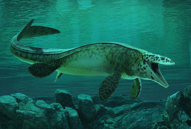 Fossil kept in a museum for decades turns out to be a fearsome new predator