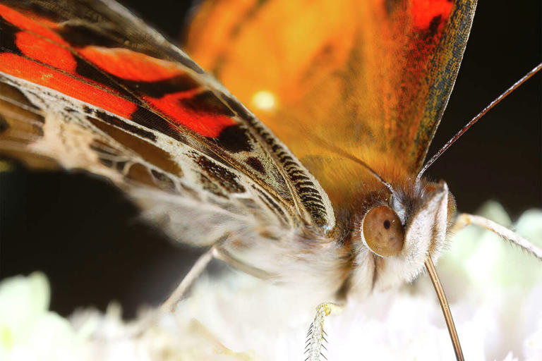 Santa Cruz is in the midst of a rare butterfly frenzy