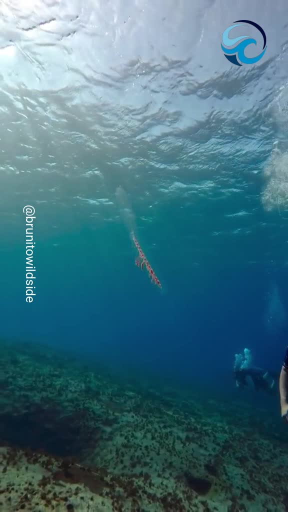 Diver discovers shocking sea creature
