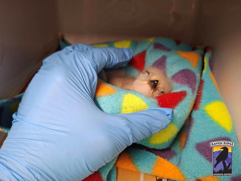 Rescuers find palm-sized baby hawk on ground — with a rare sign he’d ...