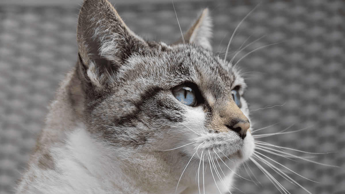 How can you tell if your cat sees you as an authority figure?