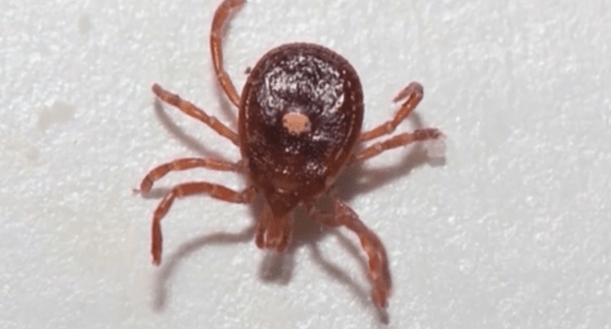 CDC reports highest tick bite ER visits in nearly a decade as cases ...