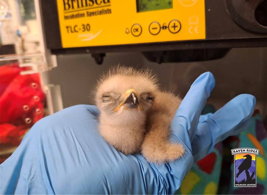 Rescuers find palm-sized baby hawk on ground — with a rare sign he’d ...