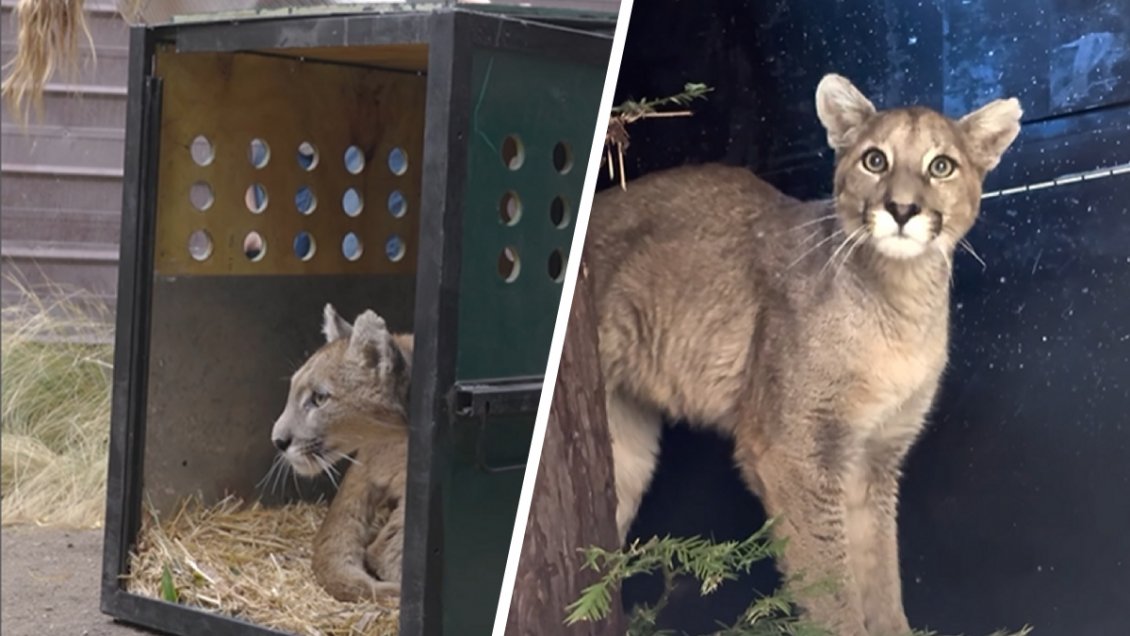Madre buscando a su cachorra: piden no perseguir a otro puma que ronda ...