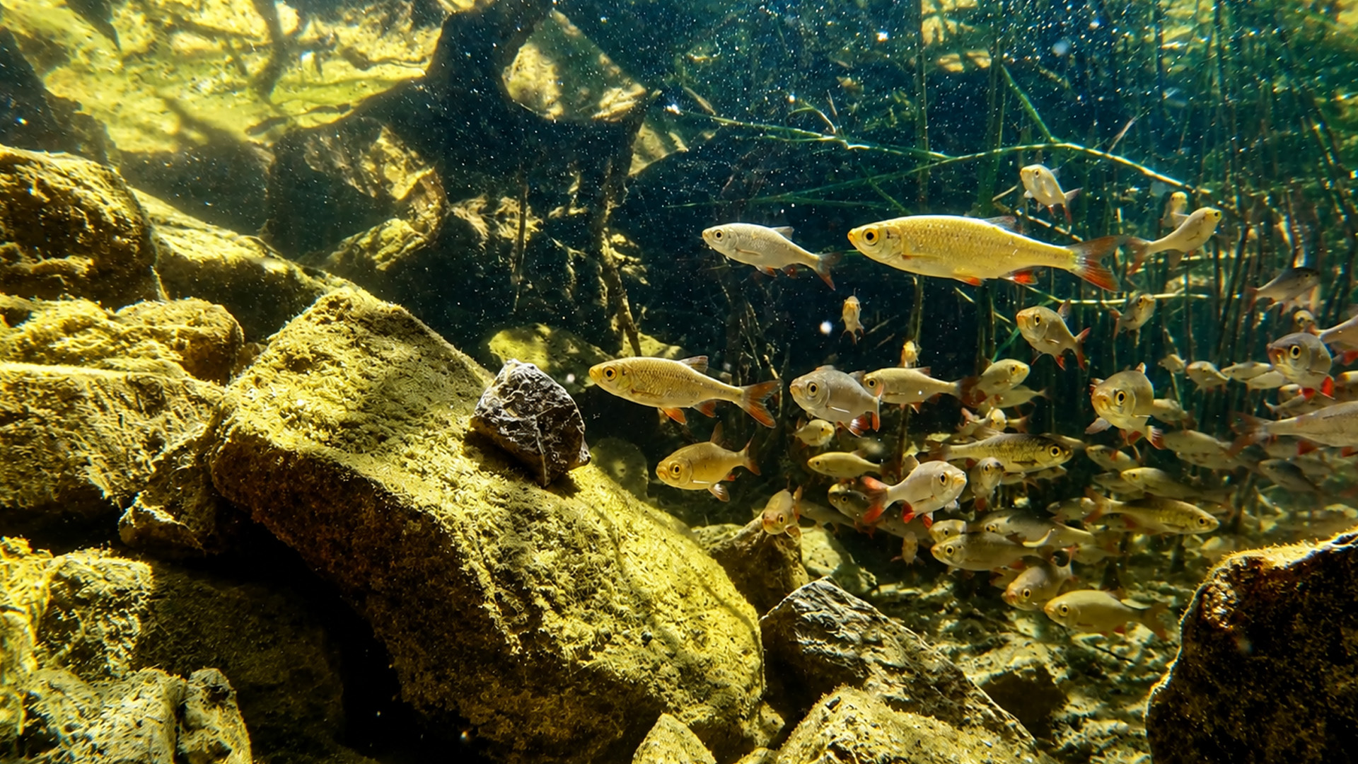 Underwater wildlife camera captures a hidden school of river fish