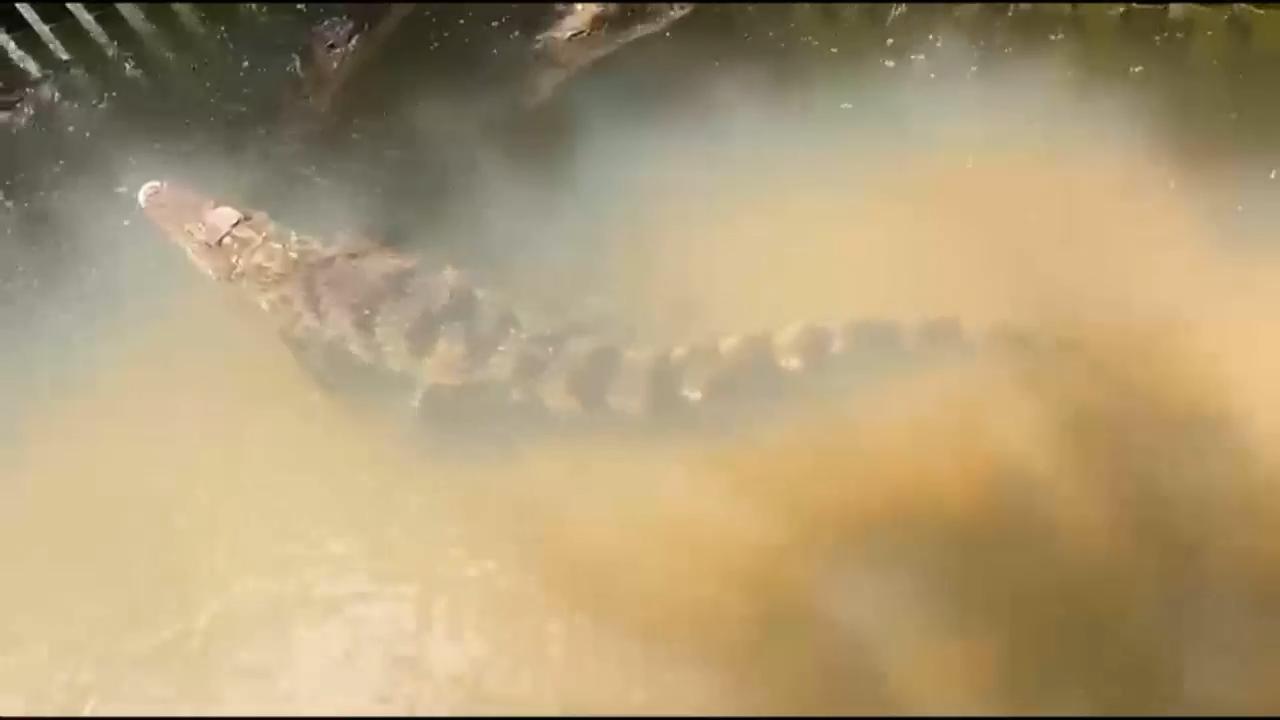 Cambodia releases ten endangered crocodiles into river