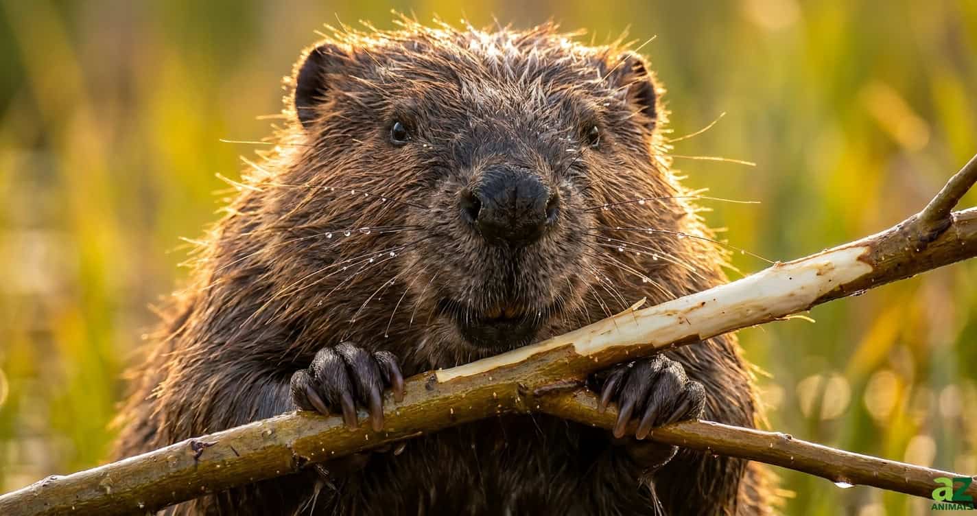The US states where beavers are thriving the most