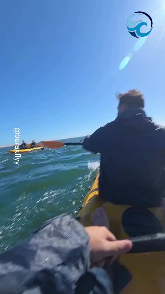Hilarious moment sea lions swarm kayakers