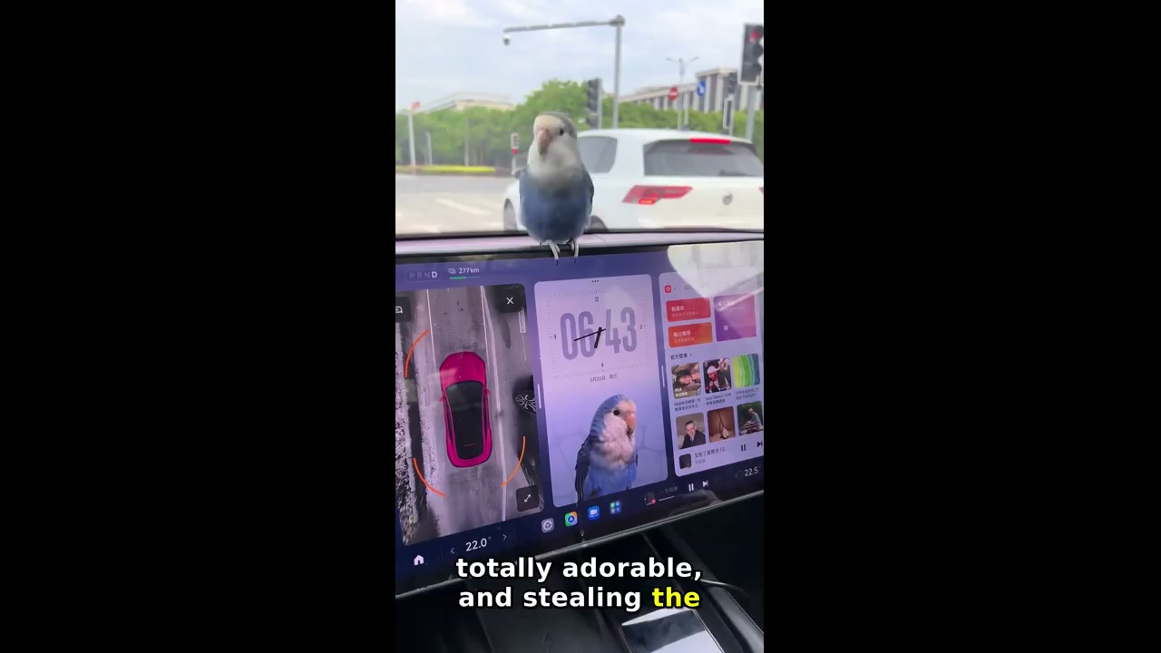 Bird chills on car monitor in Zhejiang