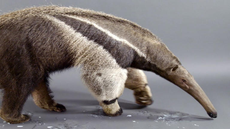Peter, the giant anteater with a two-foot tongue