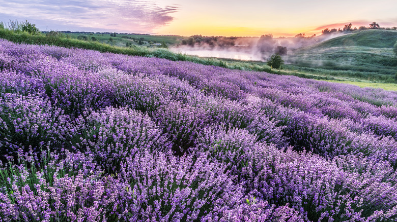 15 shrubs with purple flowers that will bring color to your yard